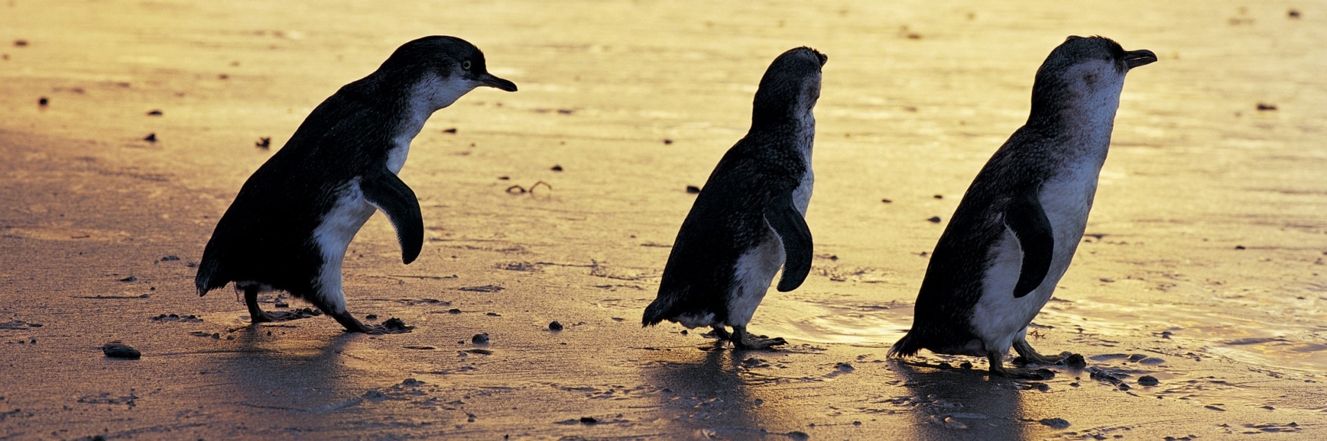 Phillip Island Travel Guide | Things to do in Phillip Island, Victoria ...