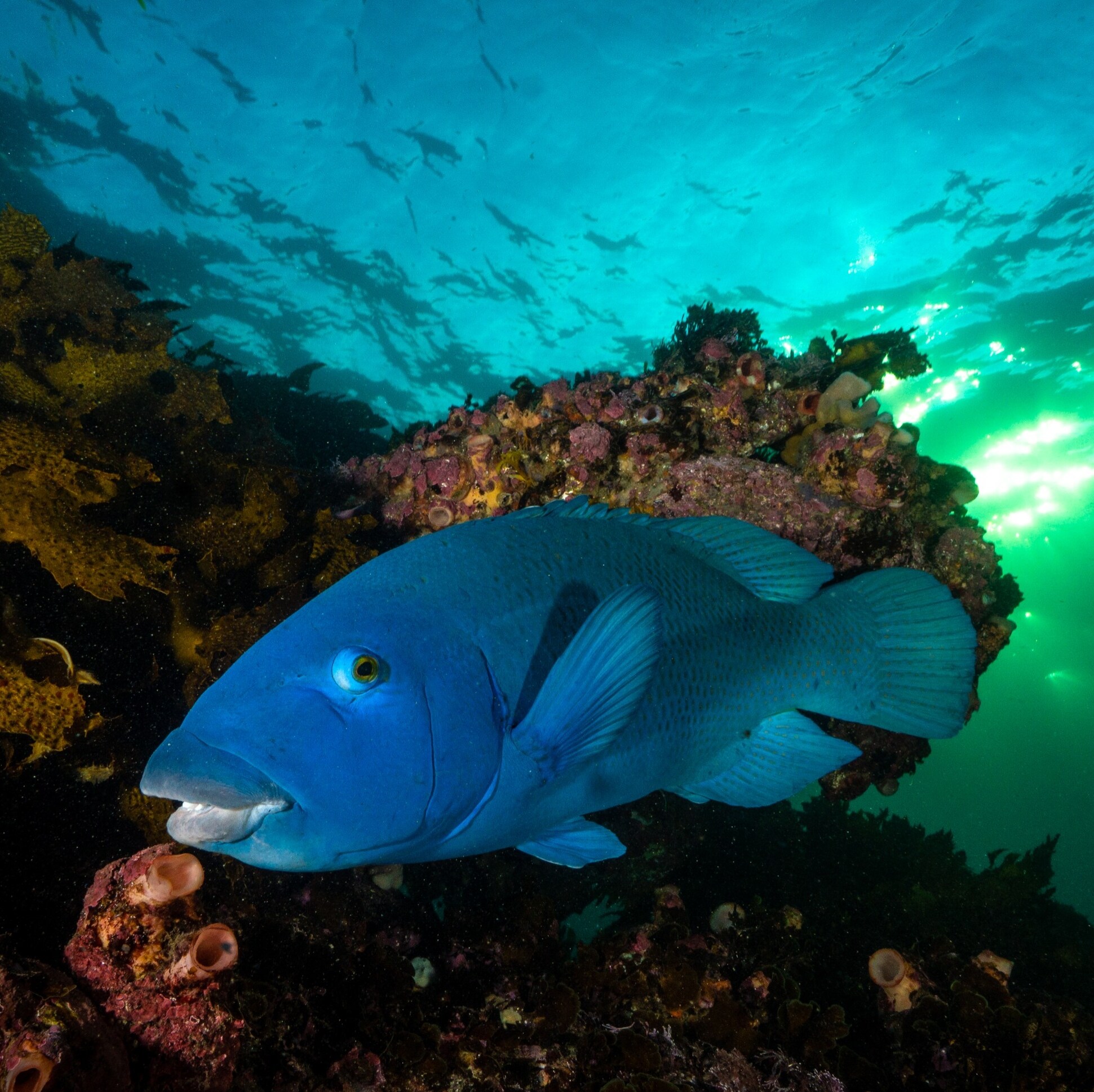 Sydney’s Best Scuba Diving locations - Tourism Australia