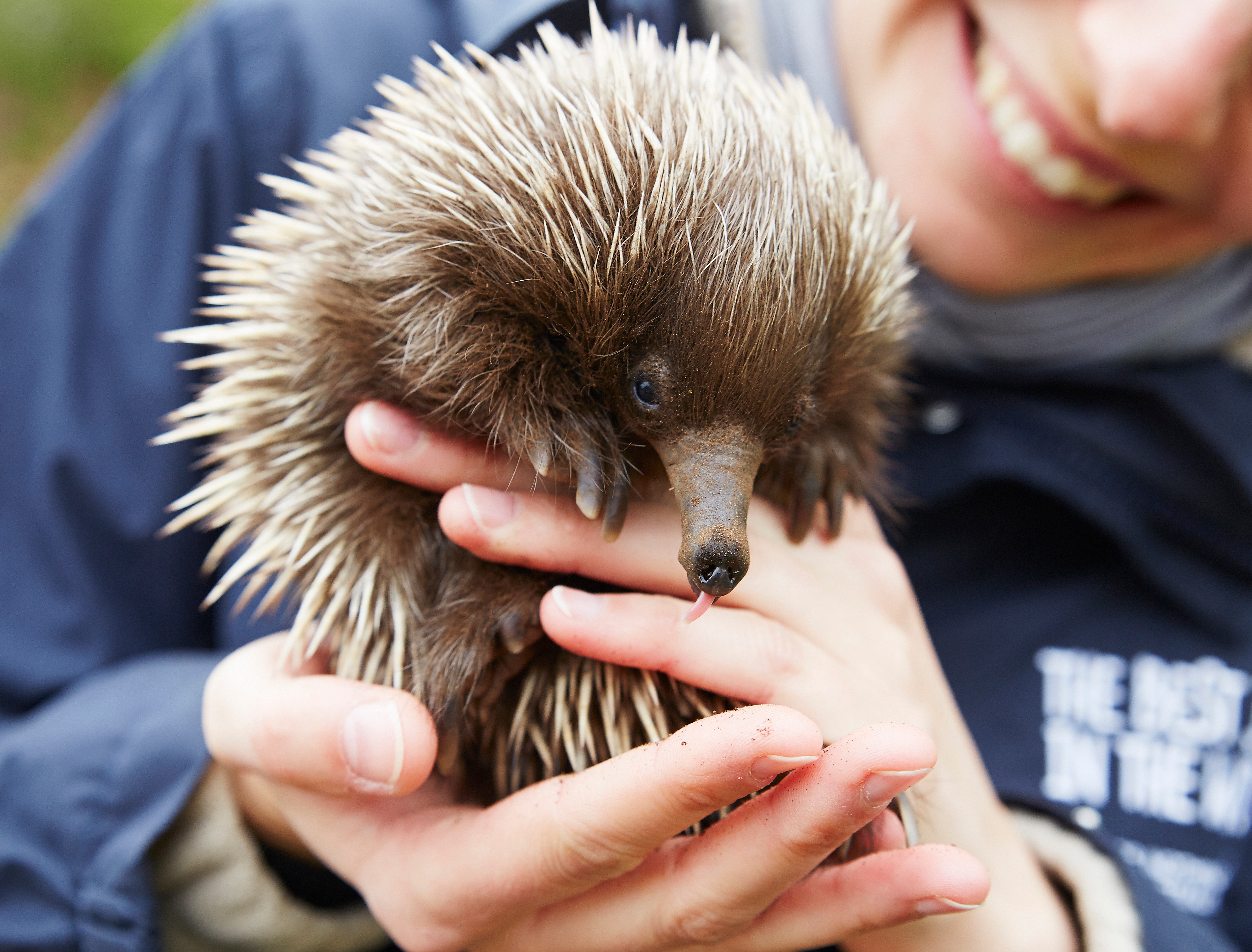 Where to meet Australia's weirdest animals – Tourism Australia