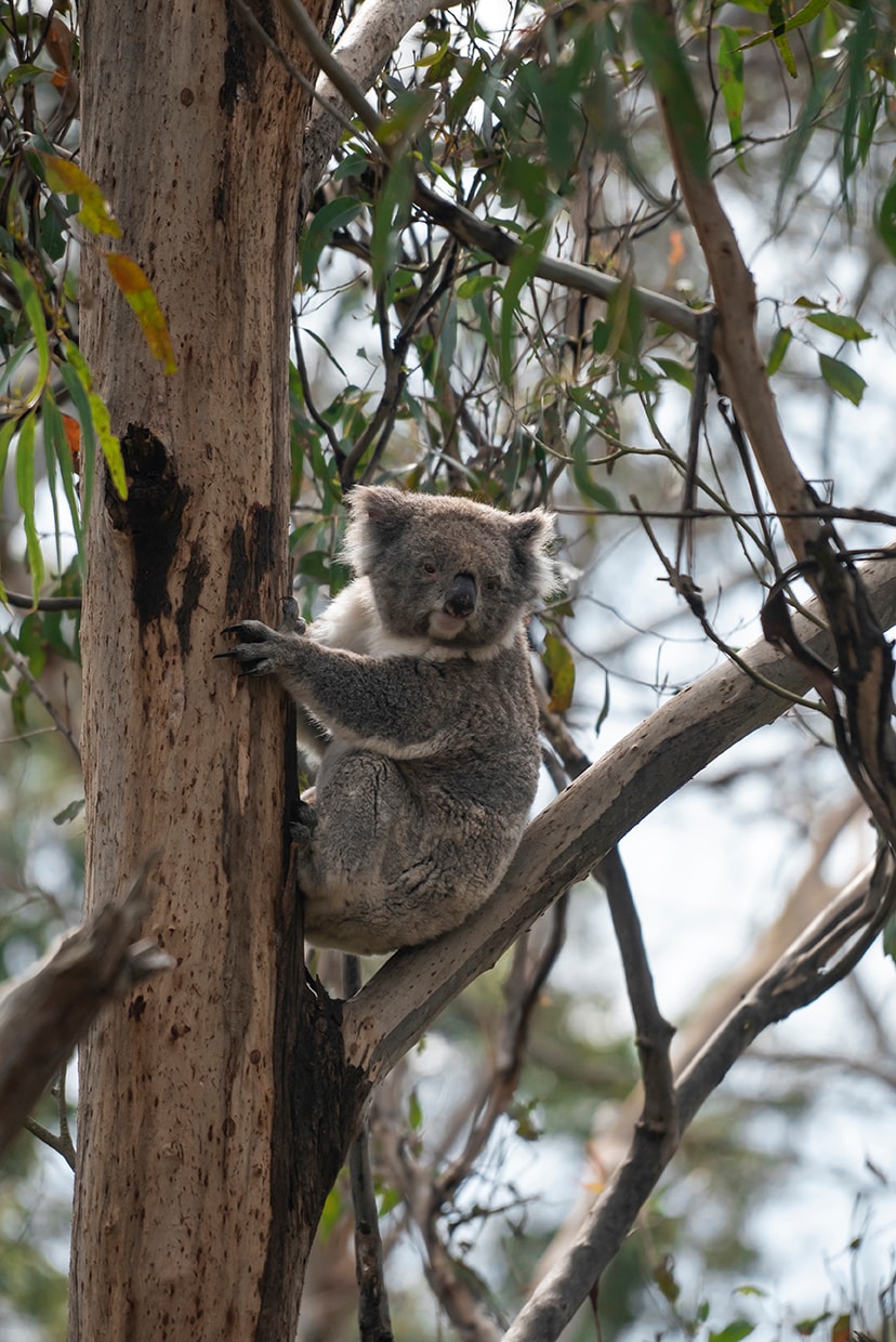 Lo stato del Victoria e la sua incredibile fauna - Tourism Australia