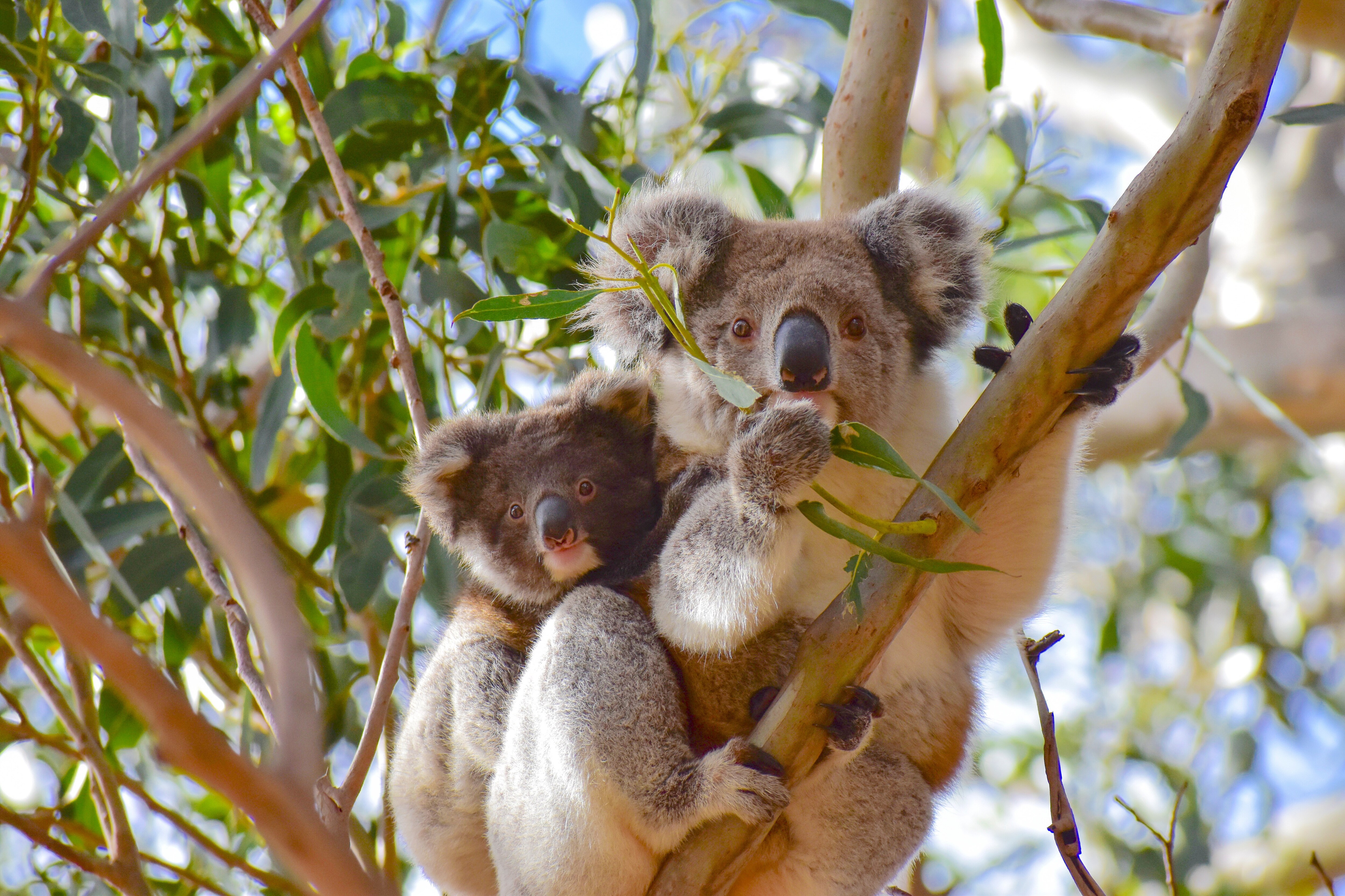 Spring animals and wildlife events in Australia – Tourism Australia