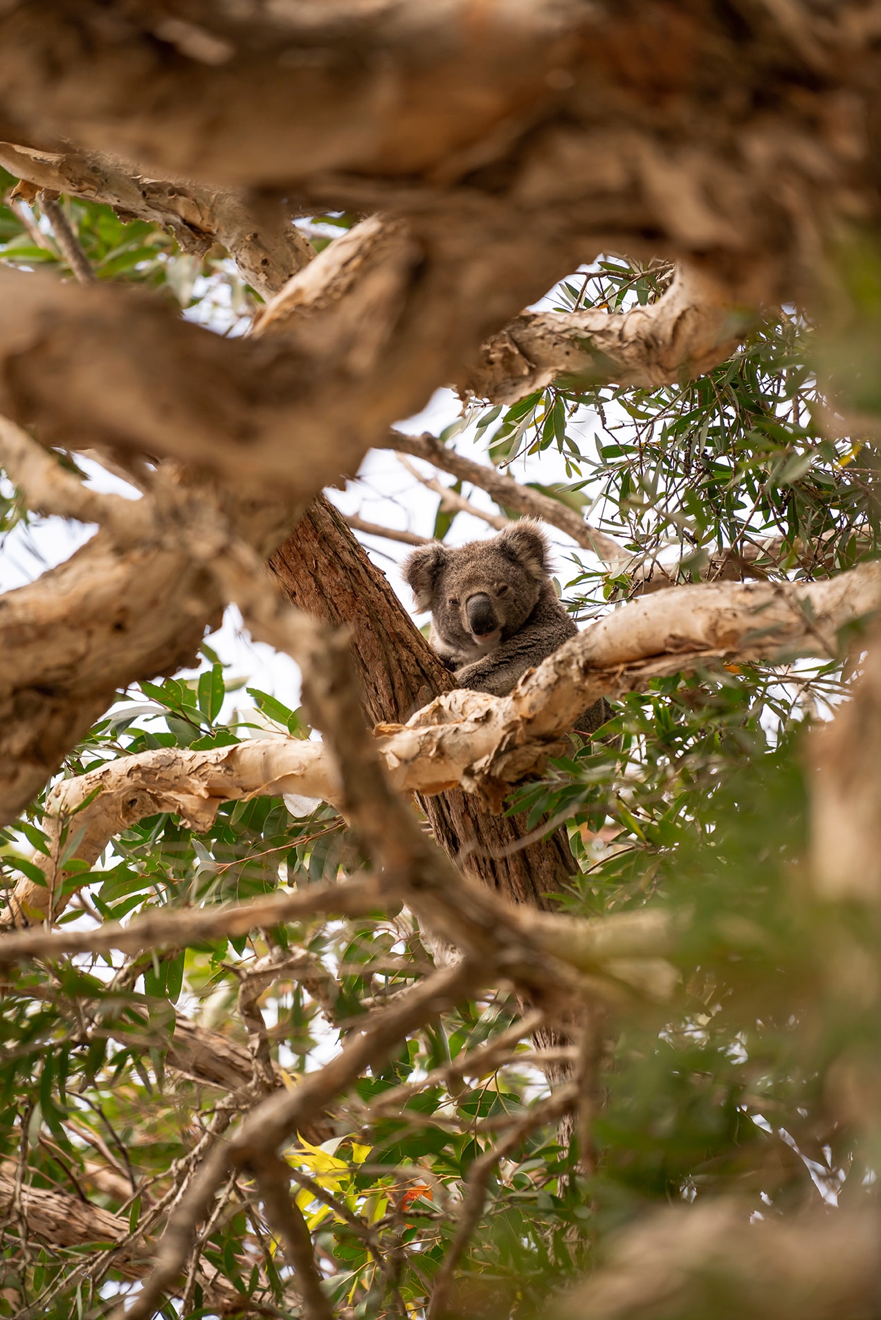 Where to see koalas in the wild in Australia - Tourism Australia
