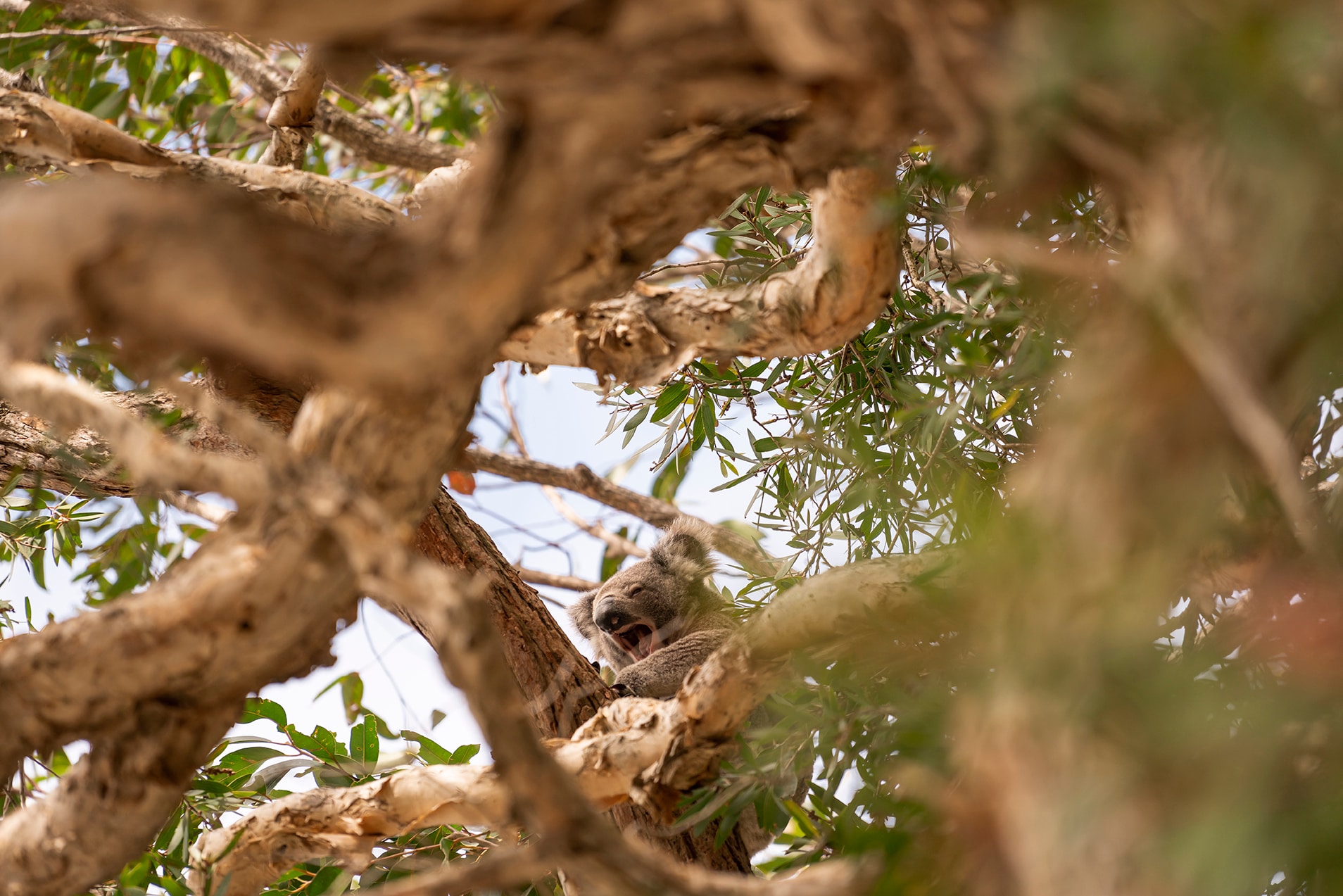 Best places to see wild koalas - Tourism Australia